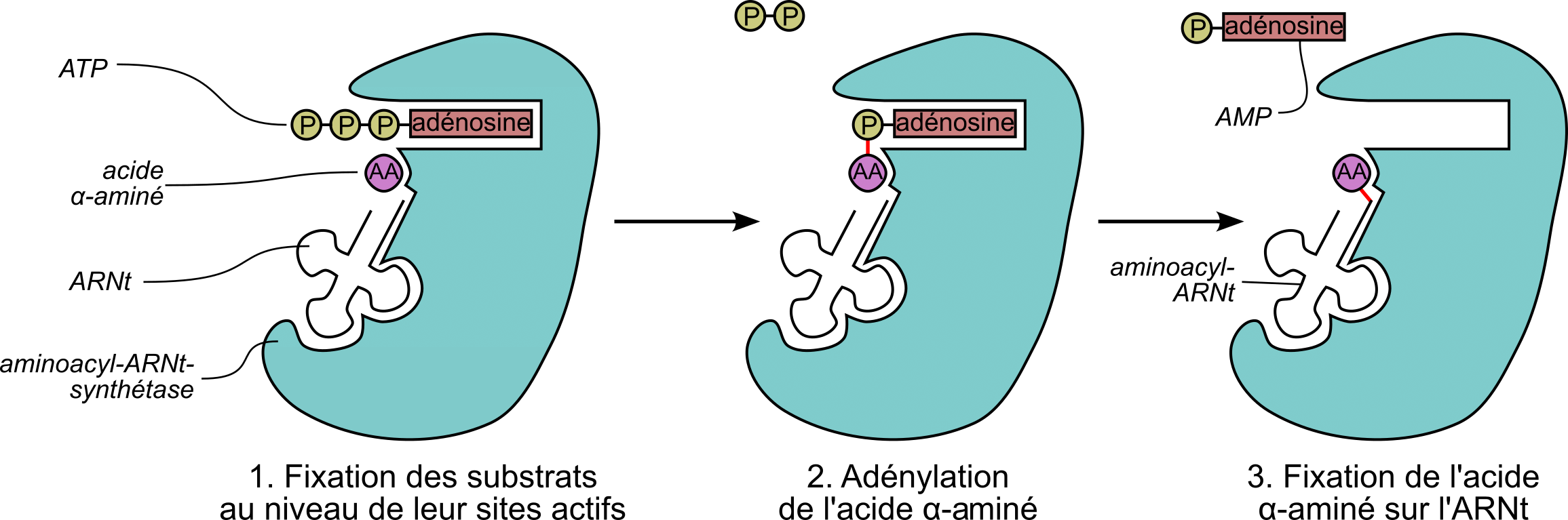 La traduction : de l’ARN messager à la protéine | Planet-Vie